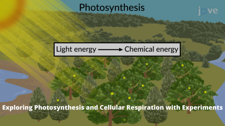 Hands-On Photosynthesis Lab Activities for High School