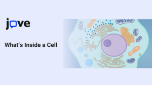 Understanding Cell Organelles and Their Functions | JoVE