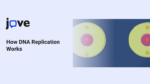 DNA Replication Explained | Visual Teaching Tools from JoVE