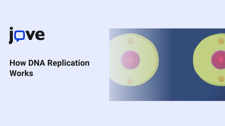 DNA Replication Explained | Visual Teaching Tools from JoVE