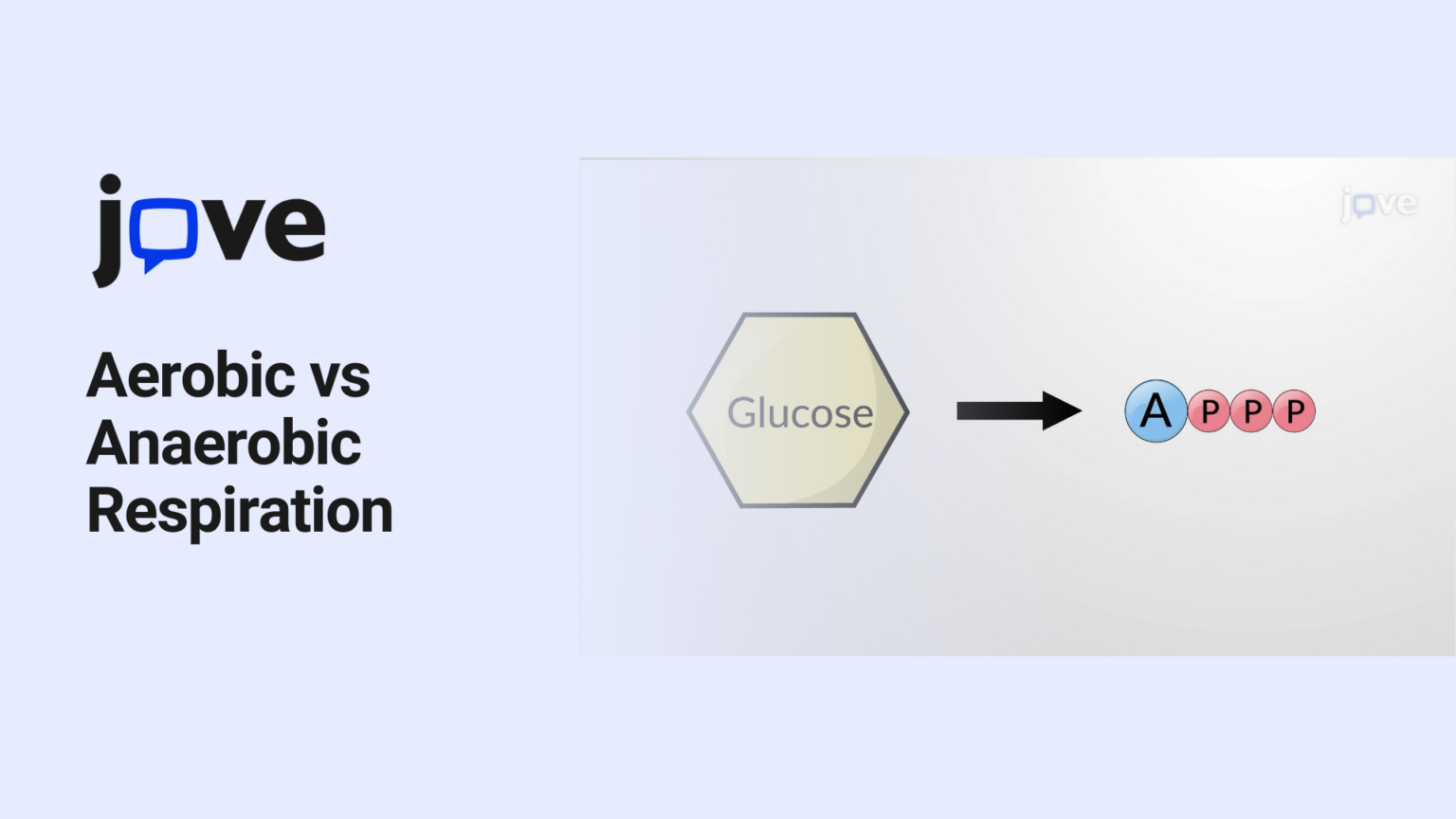 Aerobic vs Anaerobic Respiration for Middle School