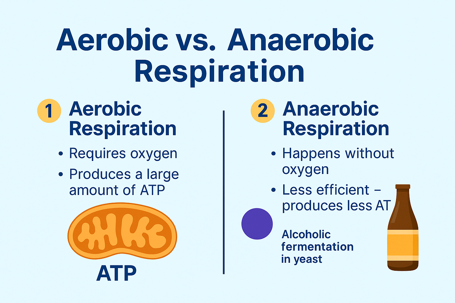 Aerobic vs Anaerobic Respiration for Middle School