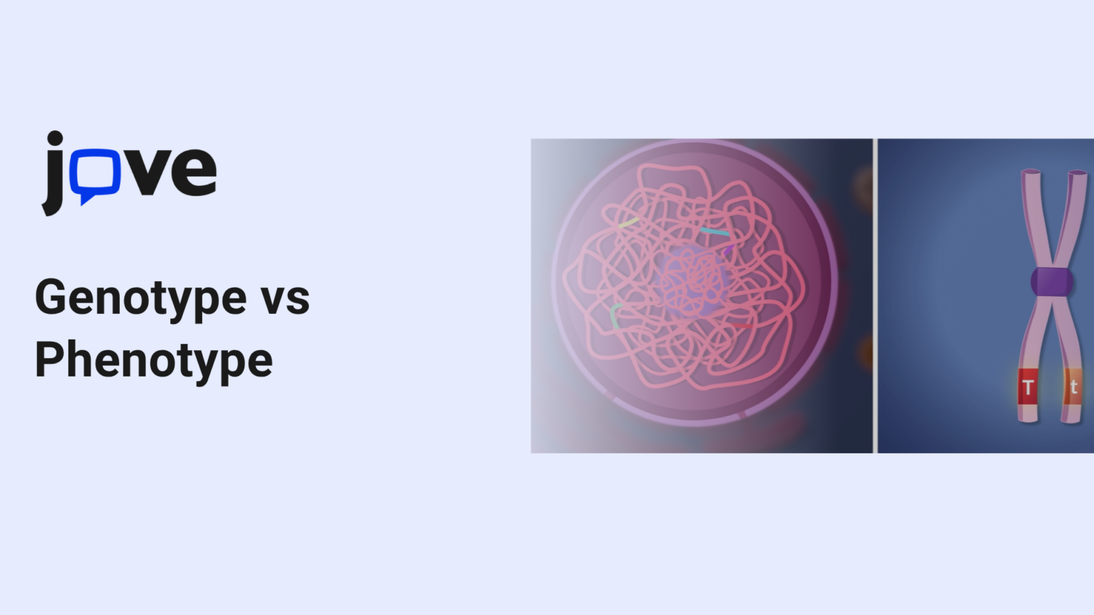 Genotype vs Phenotype | Teaching the Difference in Genetics Class