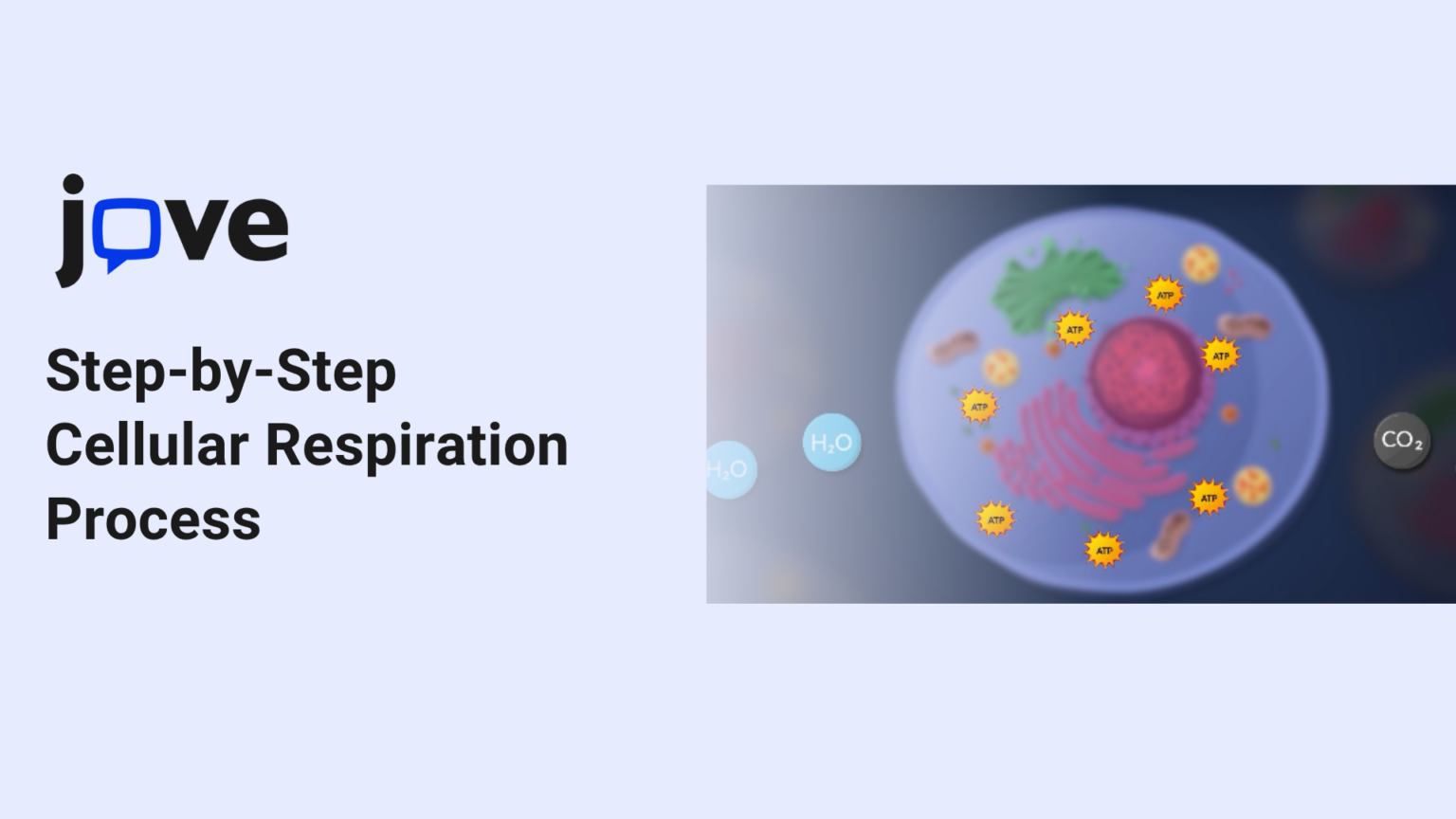 Cellular Respiration Process Step-by-Step Guide for Middle School