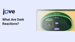 Dark Reactions | Teaching the Second Stage of Photosynthesis